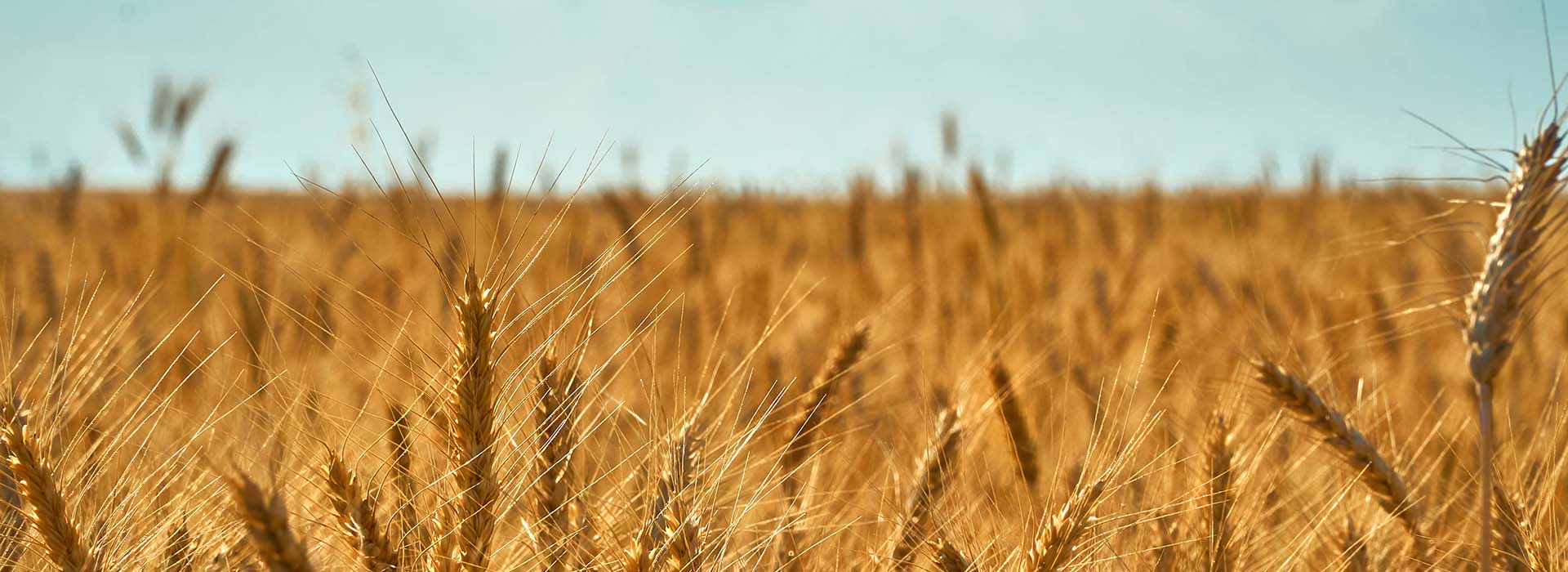 Cereali: cosa e quali sono | Principali proprietà e come si mangiano